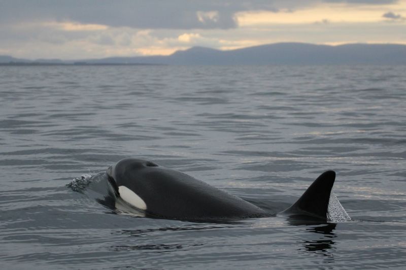 Icelandic orcas in record Moray Firth visit - BBC News