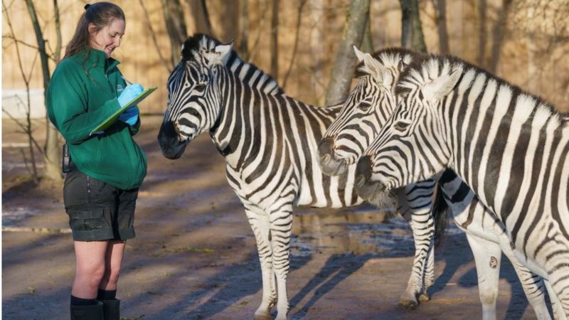 London Zoo tots up tigers, tallies tortoises and polls penguins - BBC News