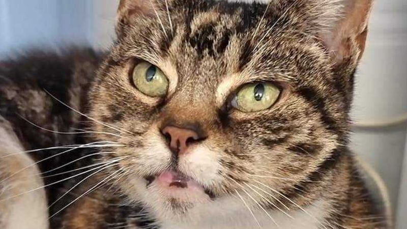 Volunteers distraught as rescue cat found decapitated - BBC News