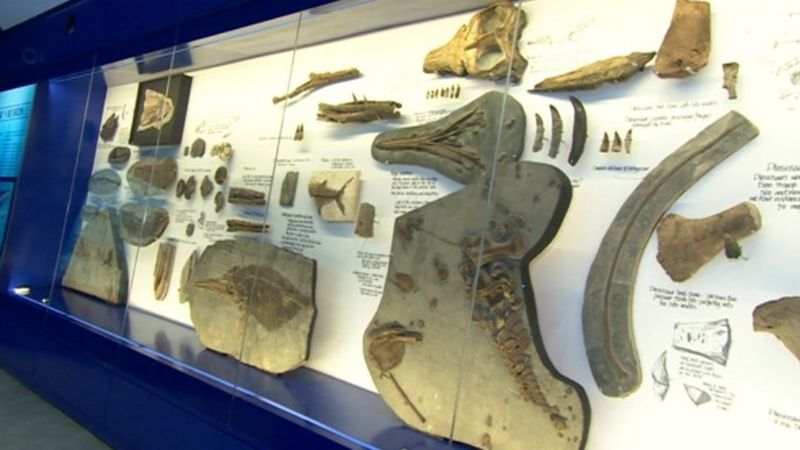 New museum at Kimmeridge for Etches Collection of fossils - BBC News