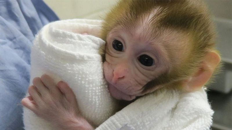 'Baby Grady' gives fertility hope to boys with cancer - BBC News