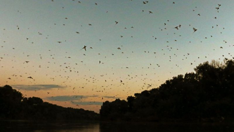 In pictures: Mayfly swarms dance on Hungary river - BBC News