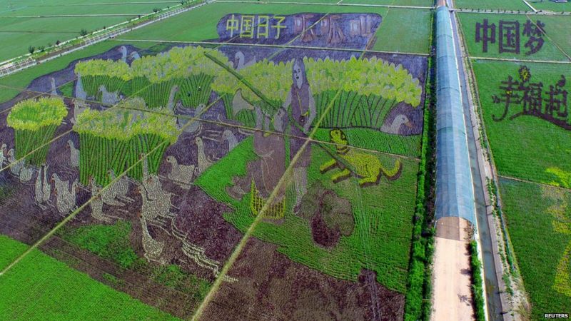 In pictures: 3D art in China's rice paddy fields - BBC News