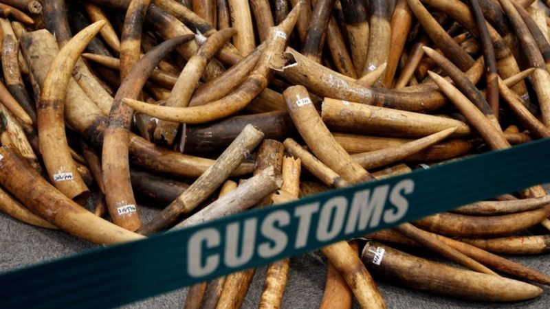 Hong Kong bans ivory trade in 'historic' vote - BBC News
