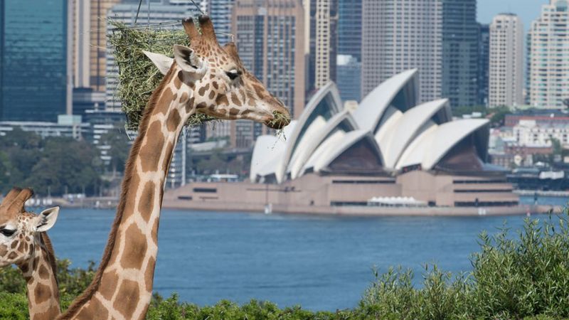 Sydney Zoo: Does the world still need big zoos? - BBC News