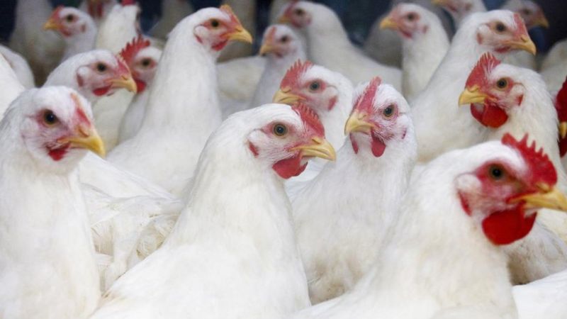 Fast-growing chickens: Judge dismisses 'Frankenchickens' farming ...