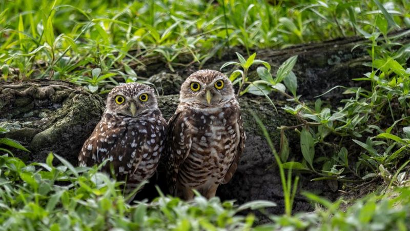 Fake poo and hoots help owls settle into new home - BBC Newsround