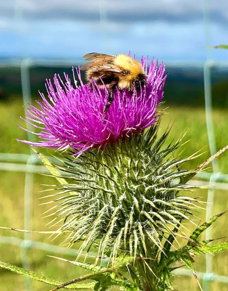 Your pictures of Scotland: 8-15 July - BBC News