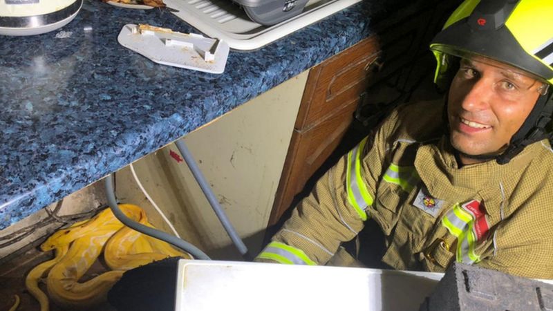 Stray 5ft python found at Islington house round boiler - BBC News
