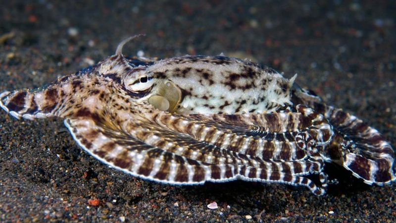 8 motivos que fazem do polvo o 'gênio' dos oceanos - BBC News Brasil