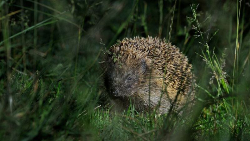 'Save our slugs', says RHS and Wildlife Trust - BBC Newsround