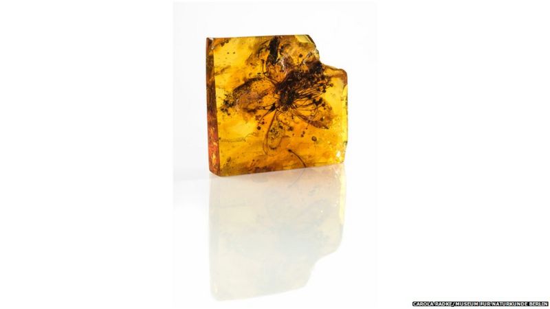 World's largest fossilised amber flower! - BBC Newsround