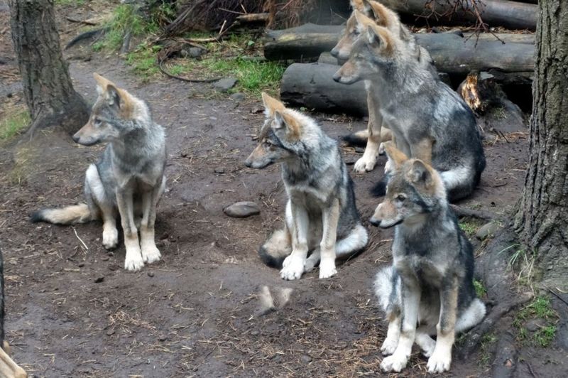 What big ears you've got: Park's wolf pups growing up - BBC News