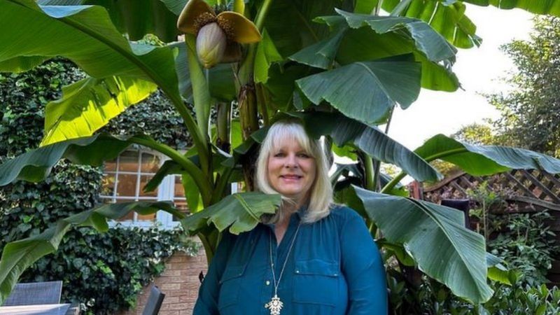 Hackney gardener's banana plant finally fruits 10 years later - BBC News