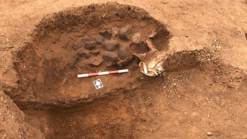 A428 Dig: Evidence of Iron Age feast discovered - BBC News