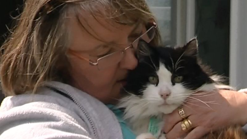 The commuter cats who became fur-mous - BBC News