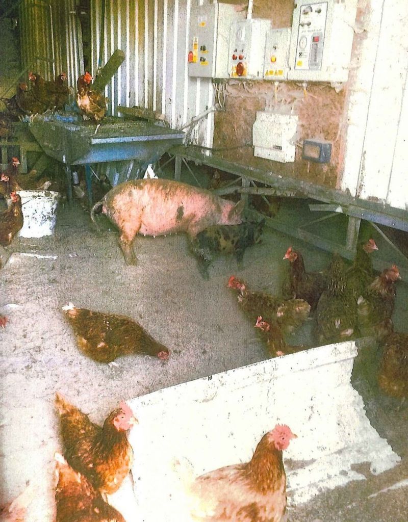 Egg company director jailed over death of 2,000 hens - BBC News