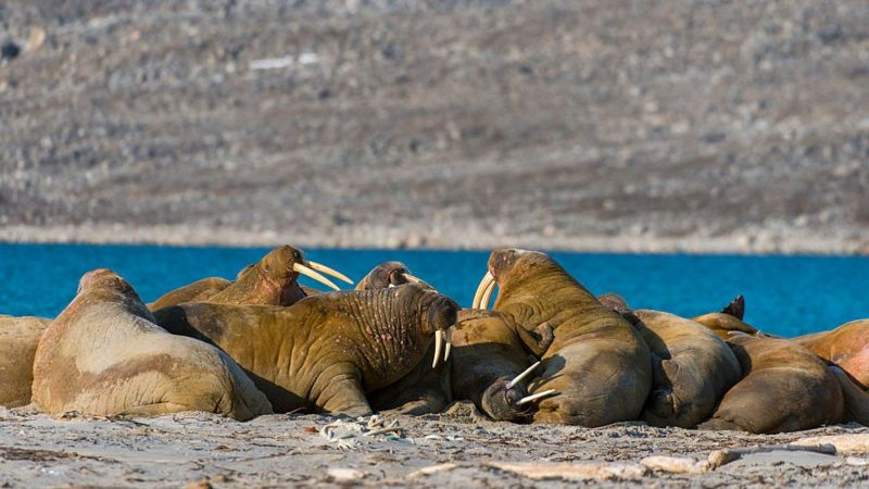 World Walrus Day: Find out more about the Arctic icons - BBC Newsround