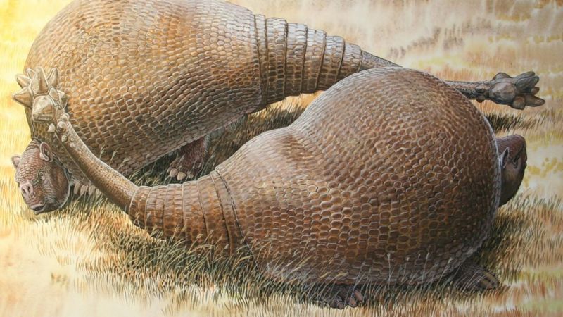 Monstrous fossils 'were armadillos', says DNA evidence - BBC News