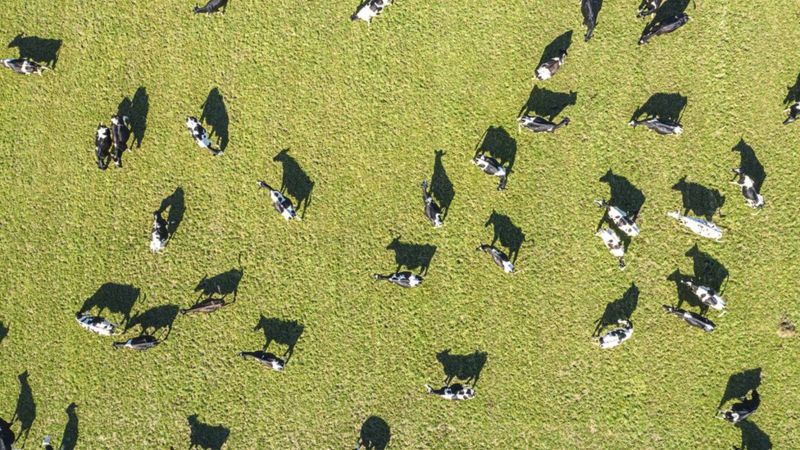 Veg diet plus re-wilding gives 'double climate dividend' - BBC News