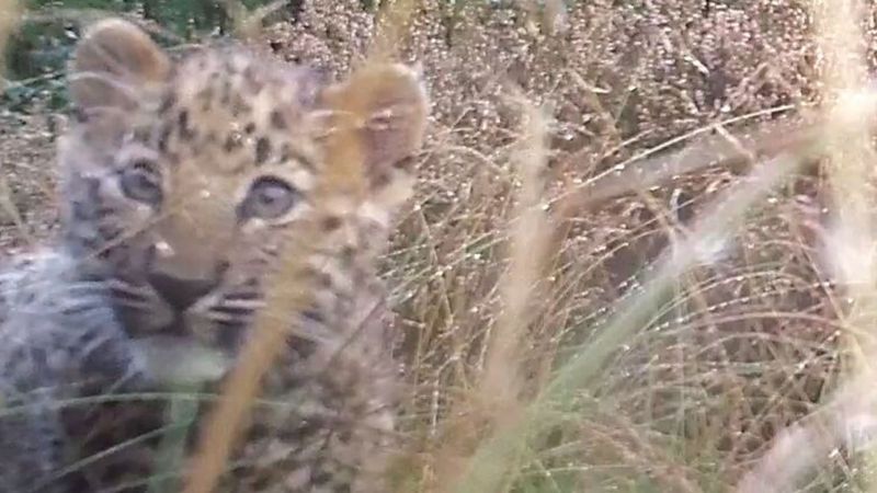 First images of Highland Wildlife Park's rare leopard cubs - BBC News