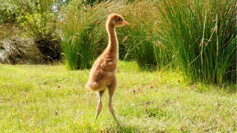 Britain's cranes have most successful year since 1600s - BBC News