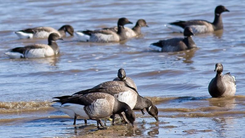 Southsea fake geese deployed to attract migrating birds - BBC News