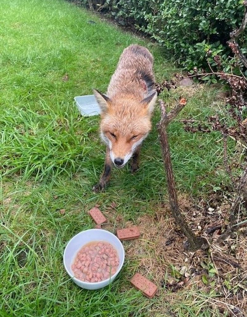 Badly injured fox nursed back to health in Glasgow garden tent - BBC News