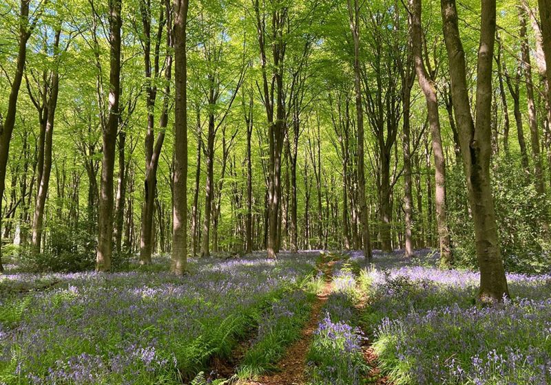 Your pictures on the theme of 'woodland walk' - BBC News