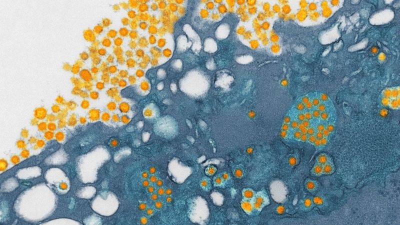 Scientists identify pandemic threat viruses - BBC News