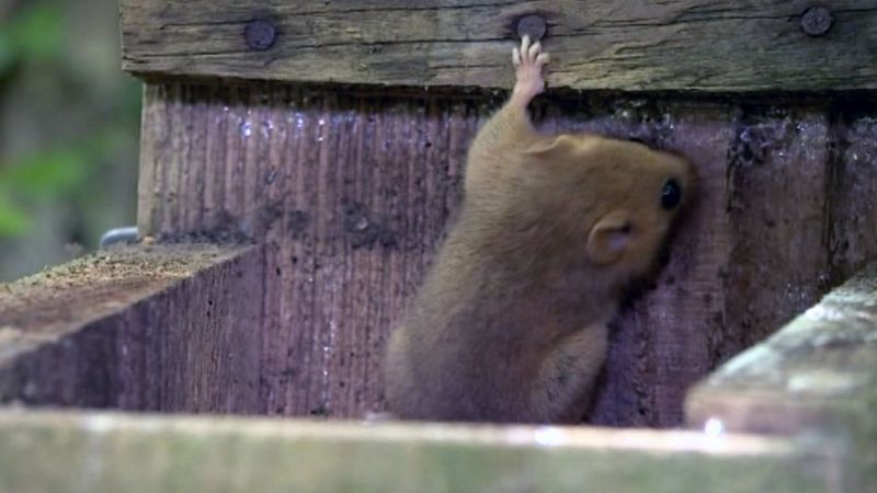 Wildlife trust buys farm at Monkwood to boost habitats - BBC News