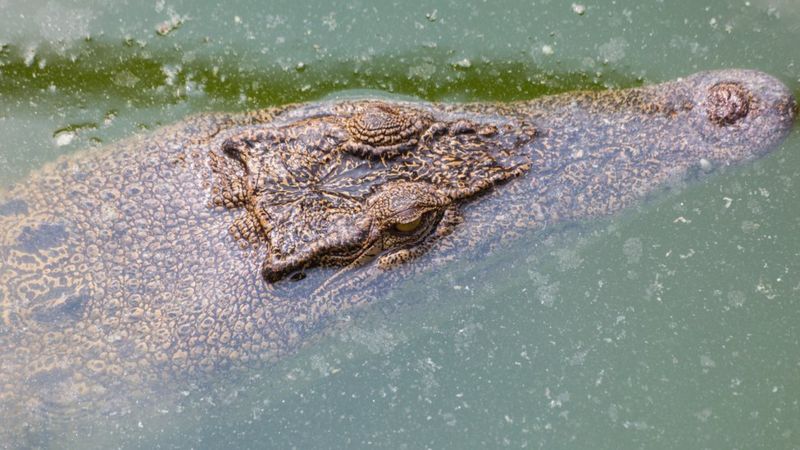 Alligators survive the cold by 'turning into ice cubes' - BBC Newsround