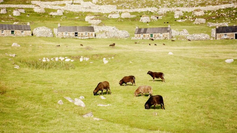 Starving sheep on St Kilda need help, say Western Isles vets - BBC News