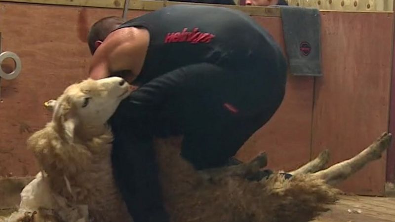 Sheep-shearing world record smashed - BBC News
