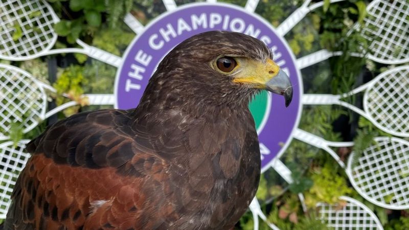 Wimbledon hawk Rufus completes 15th year of service - BBC News