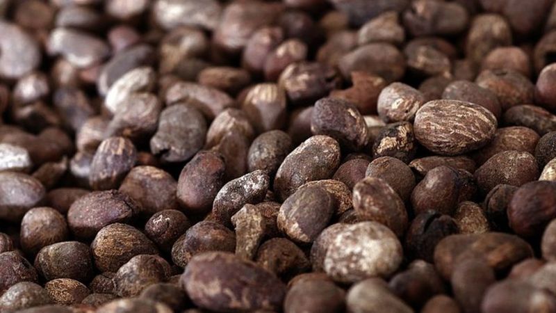 Shea butter in Ghana: Hard labour for smooth skin - BBC News