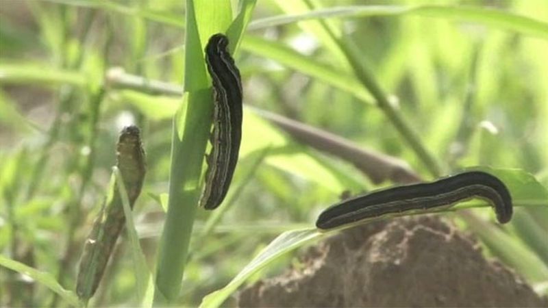 Fall armyworm 'threatens African farmers' livelihoods' - BBC News