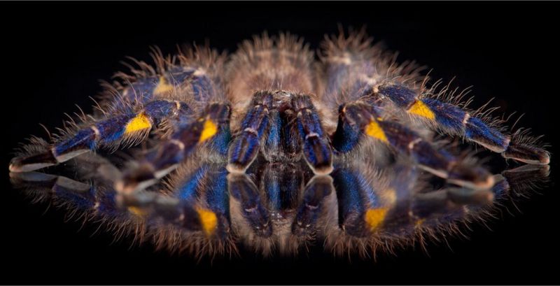 Tarantulas evolved blue colour 'at least eight times' - BBC News