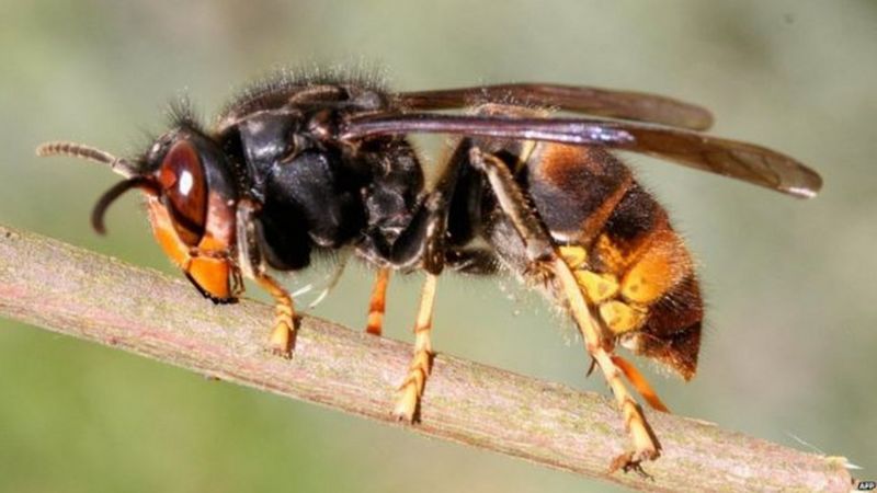 Asian hornet sighting in Cornwall sparks surveillance - BBC News