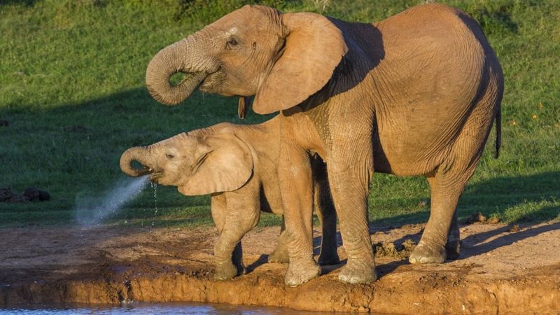 Elephants' low cancer rates explained - BBC News