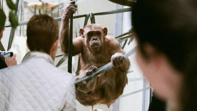 Whipsnade Zoo chimpanzee reaches 50th birthday - BBC News