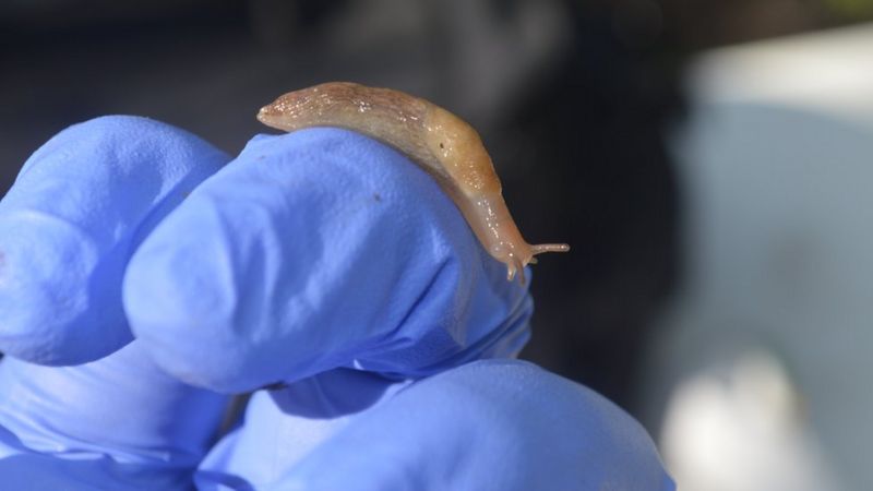 What do slugs hate? Home remedies put to the test - BBC News