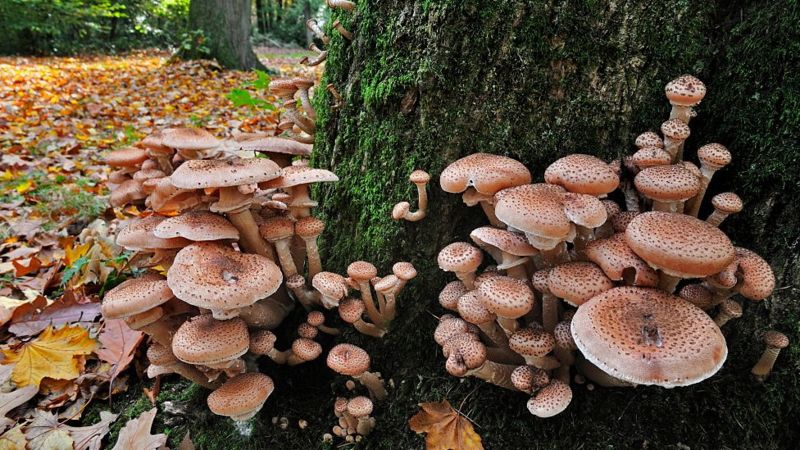 Top 10 garden pests and diseases revealed - BBC News