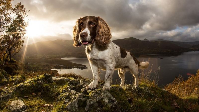 Keswick miracle dog Max the springer spaniel dies - BBC News