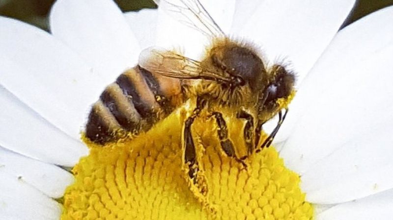 Bees: Newsround's guide to the winged wonders - BBC Newsround
