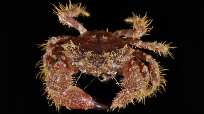 Is this hairy crab the newest species found in the UK? - BBC News