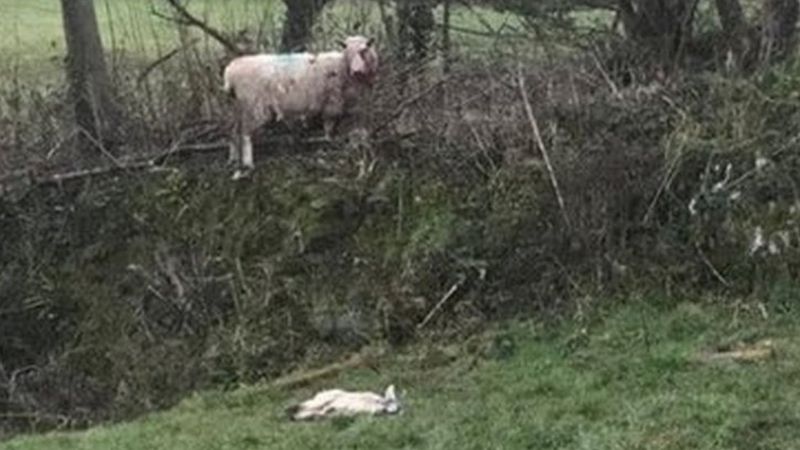 Nine sheep killed in dog attacks, Worcestershire farmers believe - BBC News