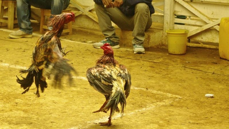 Combats de coq, un sport lucratif à Madagascar - BBC News Afrique
