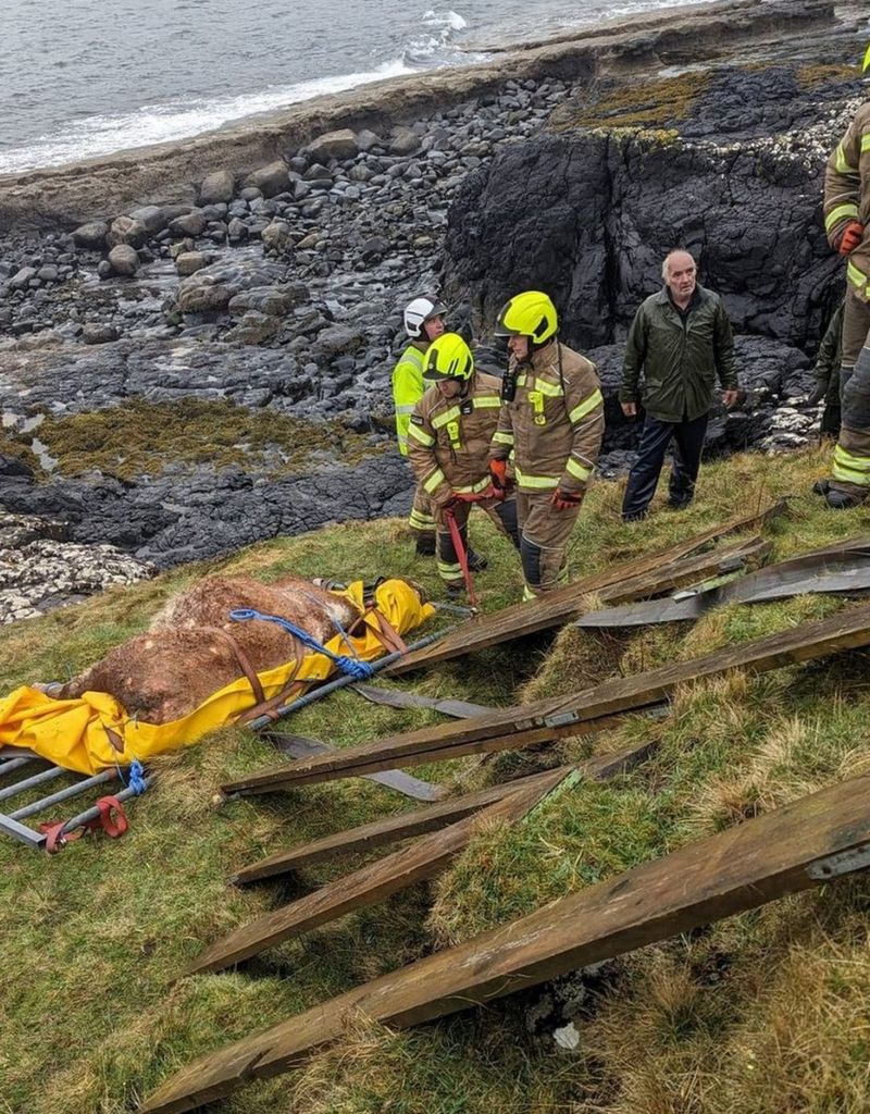 Pregnant cow rescued after falling down embankment on Skye - BBC News