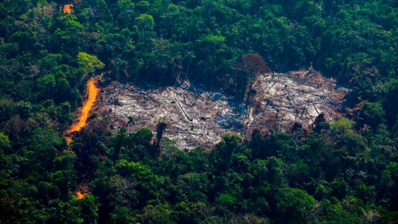 Biodiversity loss risks 'ecological meltdown' - scientists - BBC News
